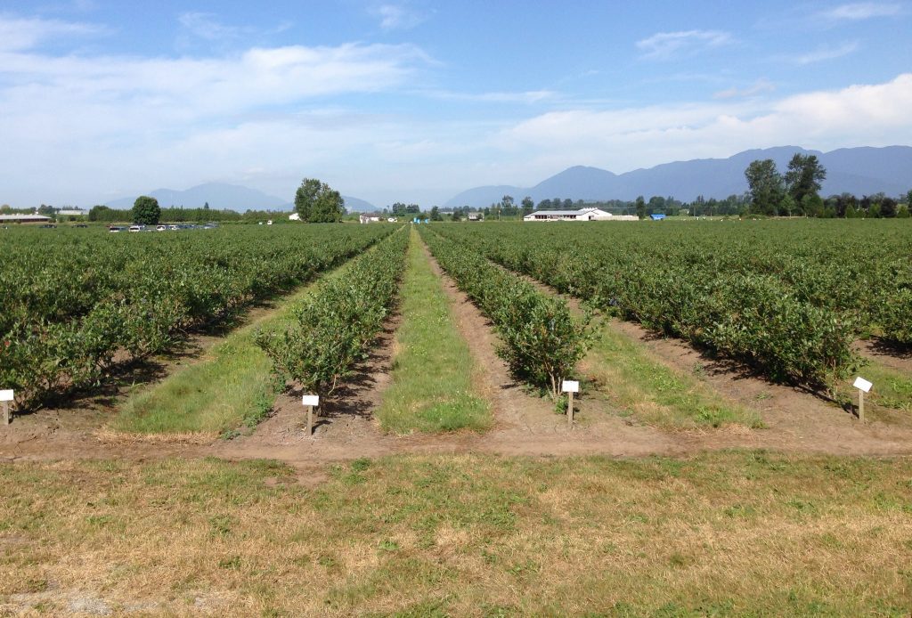 Berry Fields – Pictures of BC